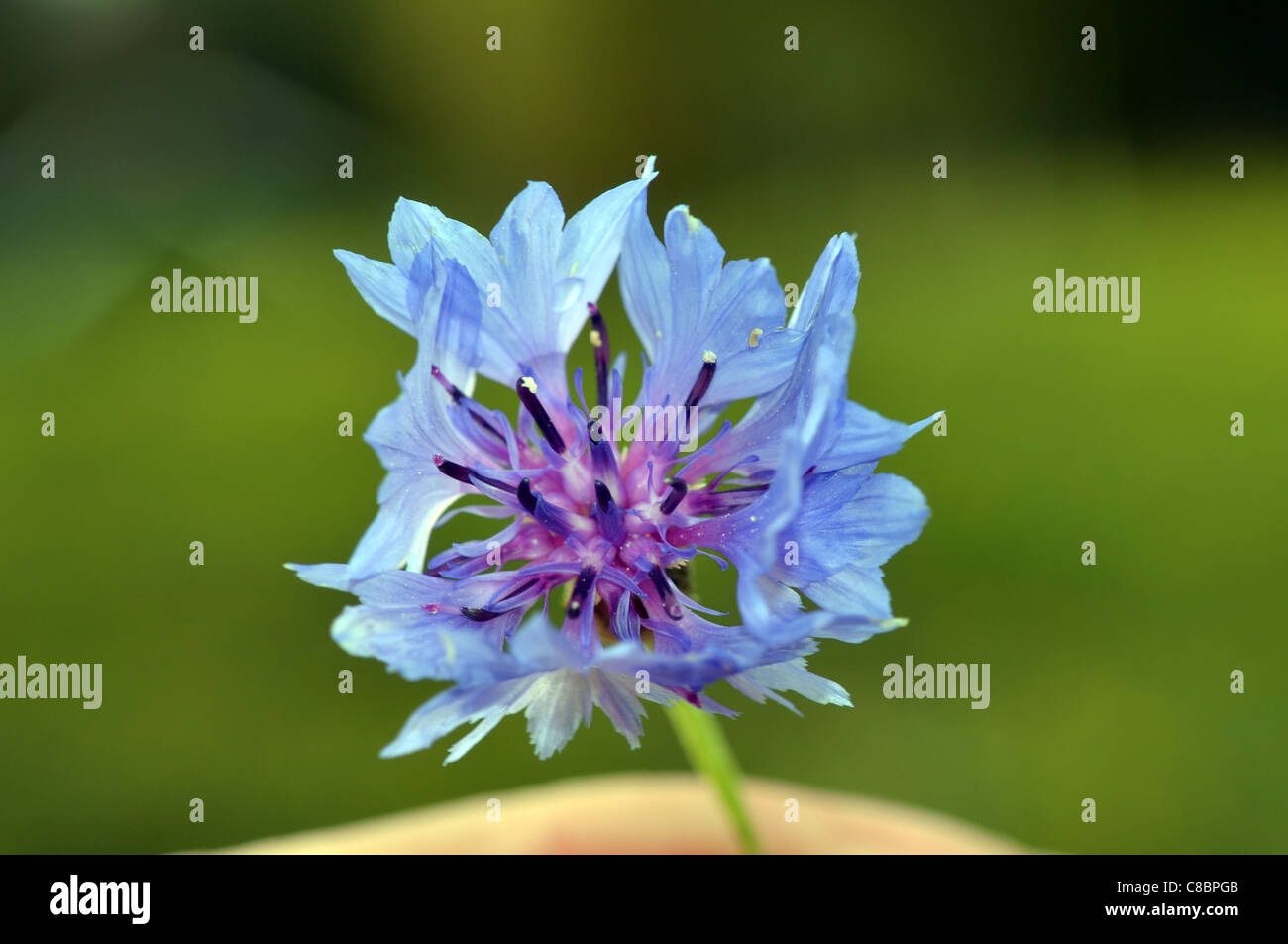 Beautiful cornflower hi-res stock photography and images - Alamy