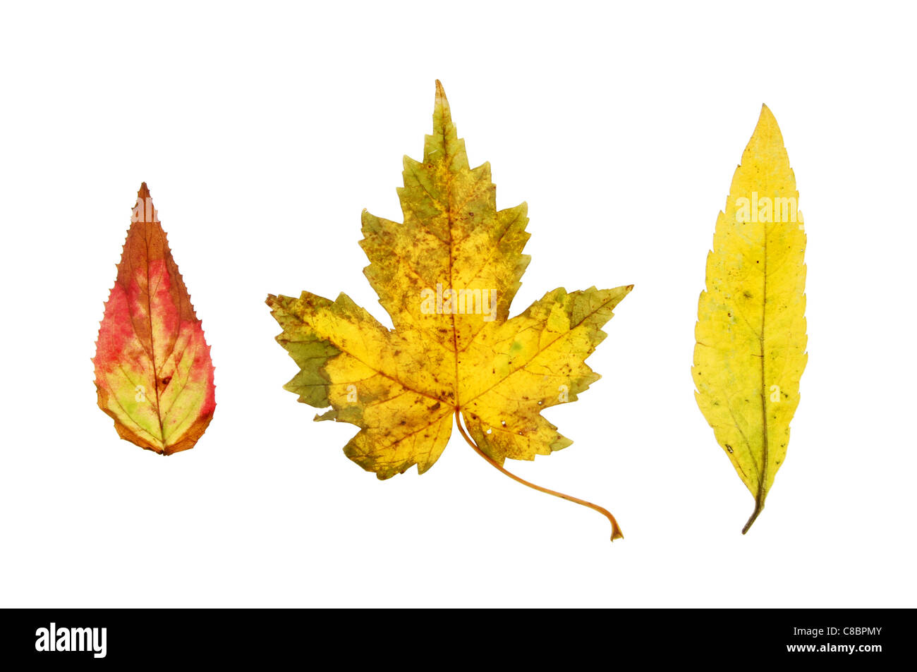 Group of three Autumn leaves isolated against white Stock Photo - Alamy