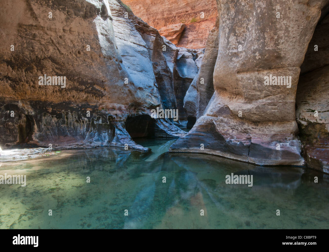 Sights along the Left Fork of the North Creek trail, aka the Subway ...