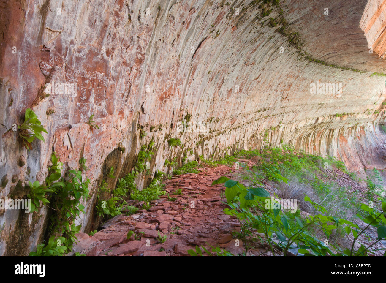 Sights along the Left Fork of the North Creek trail, aka the Subway ...