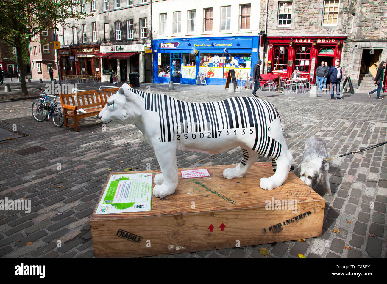 Edinburgh, Scotland, Grassmarket barcode tiger part of jungle city and ...