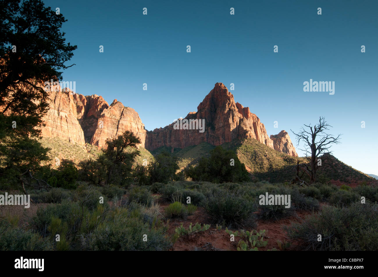 The Watchman stands tall over Zion Canyon in Zion National Park. The ...