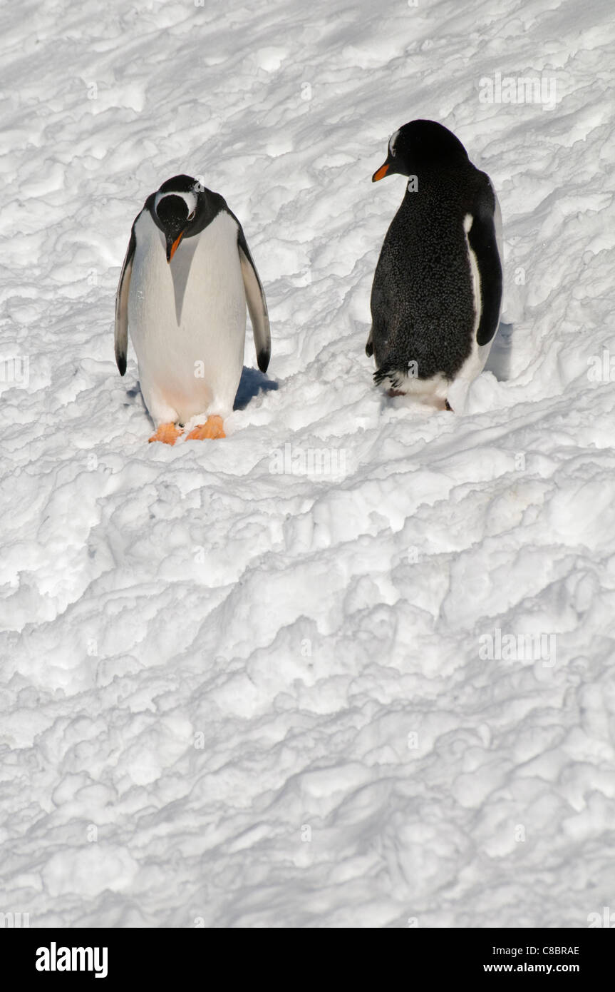 Quirky snow animals hi-res stock photography and images - Alamy