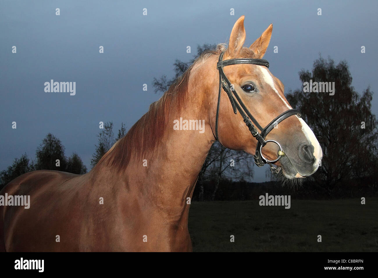 Horse Don Mare High Resolution Stock Photography and Images - Alamy