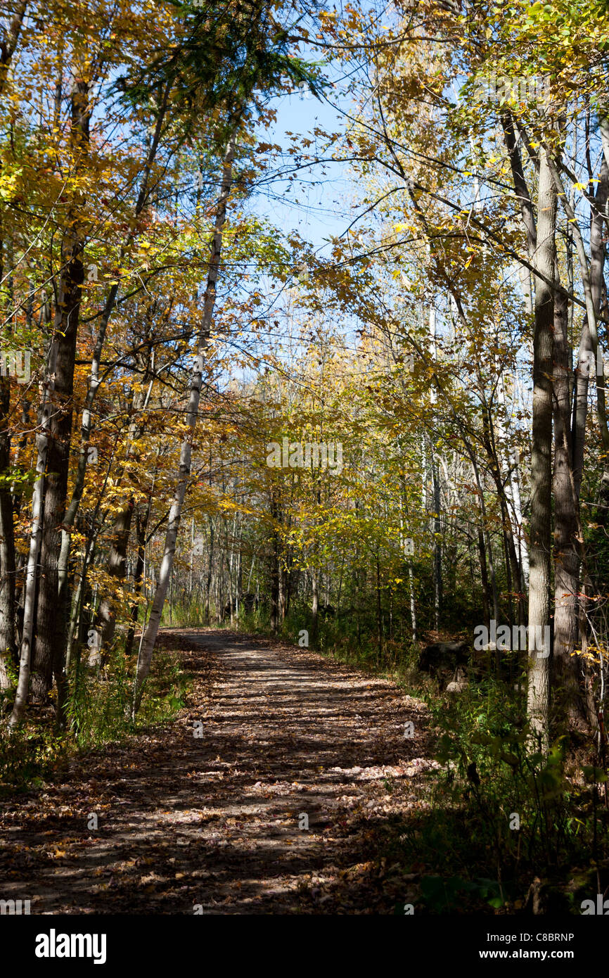 Woods forest path autumn walk hi-res stock photography and images - Alamy