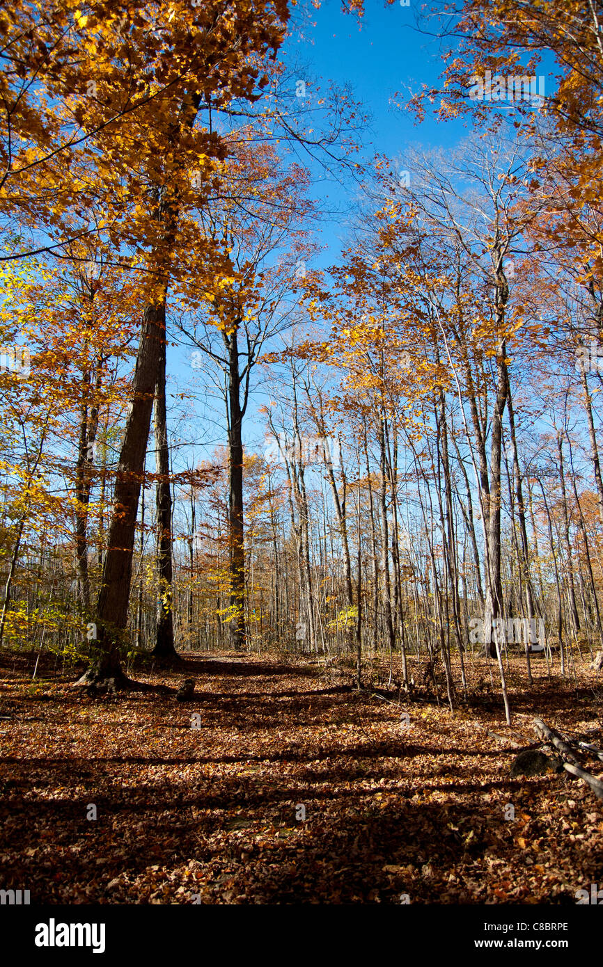 Trees canada path people forest hi-res stock photography and images - Alamy