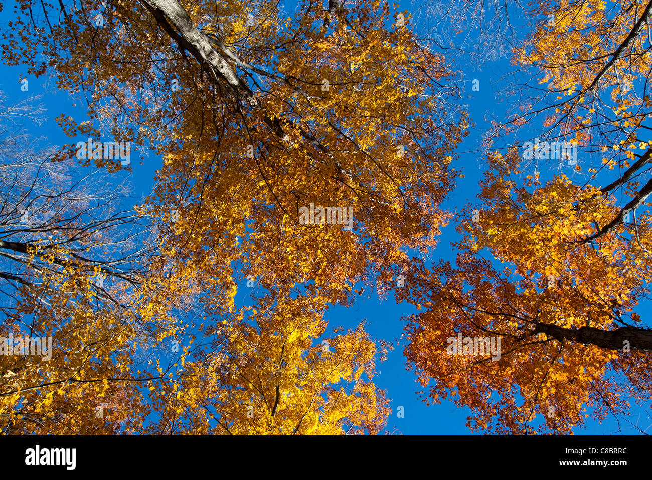 Sugar Maple Tree Branches High Resolution Stock Photography and Images ...