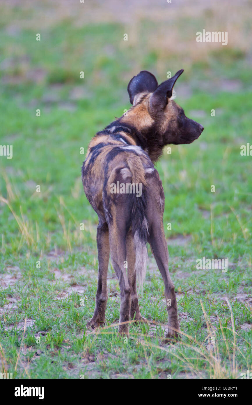 Wild dog in Botswana Stock Photo - Alamy