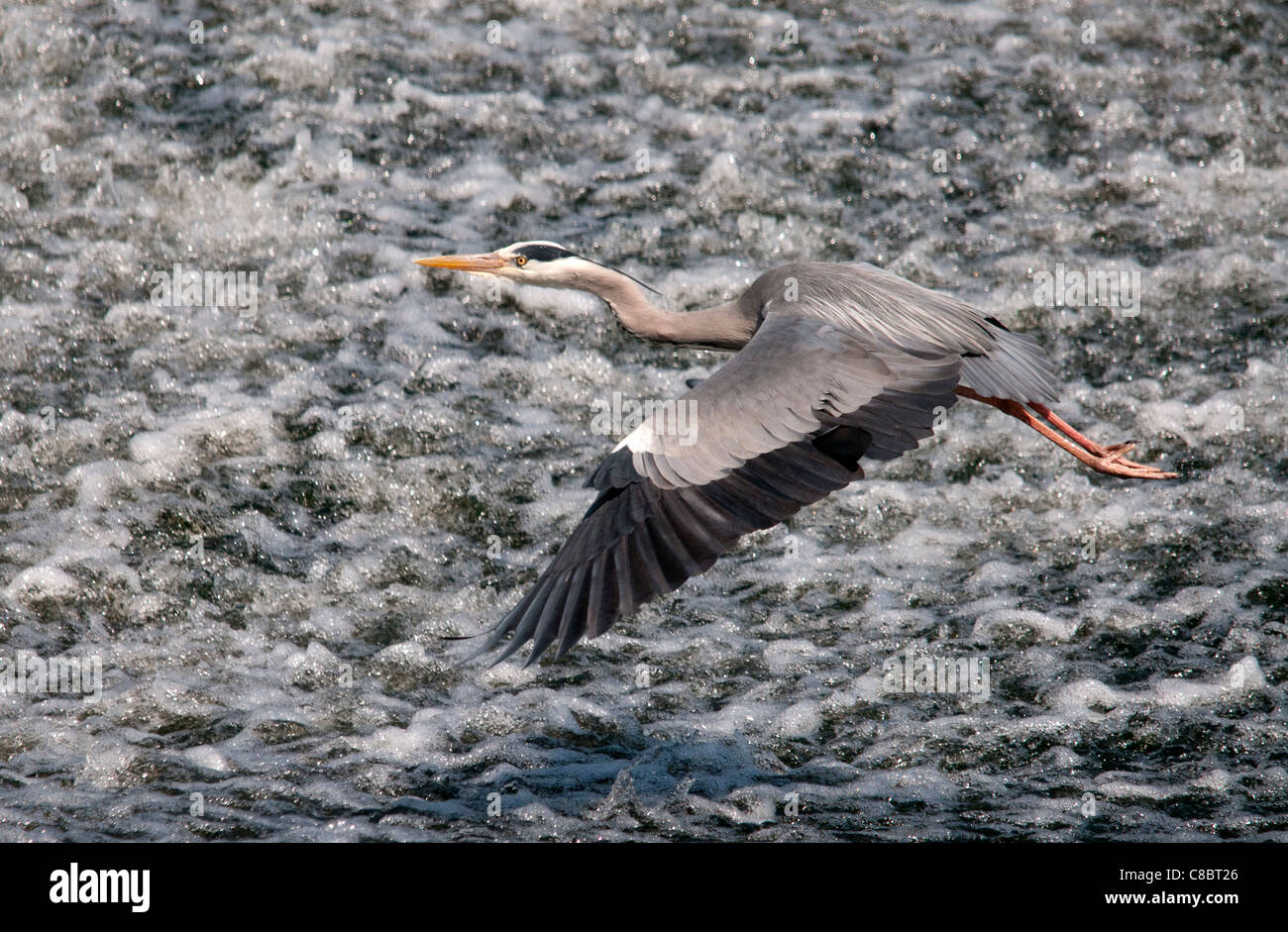 Heron in flight hi-res stock photography and images - Alamy