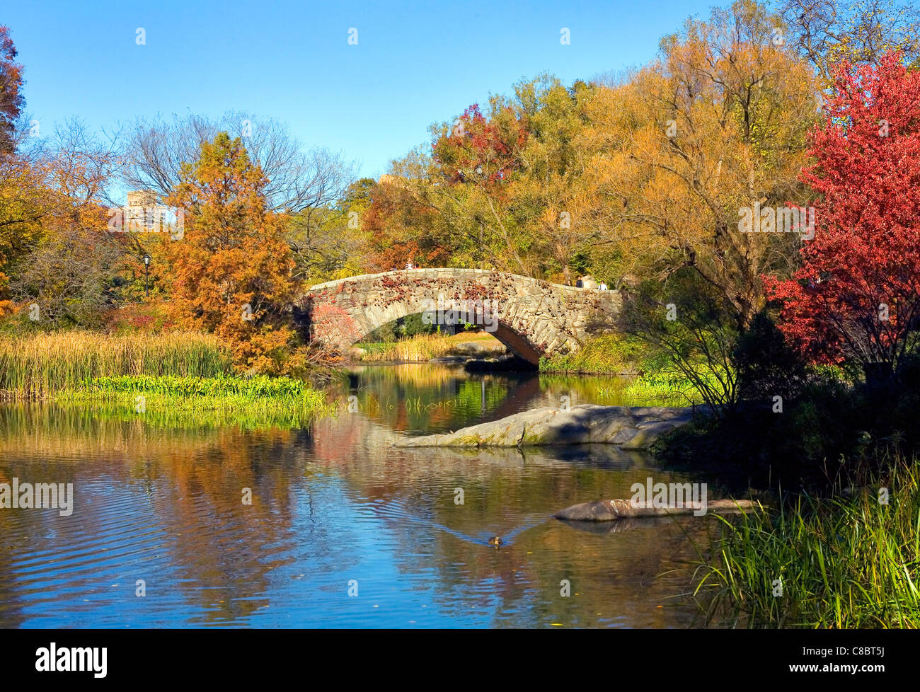 Central Park during the Fall or Autumn Stock Photo - Alamy