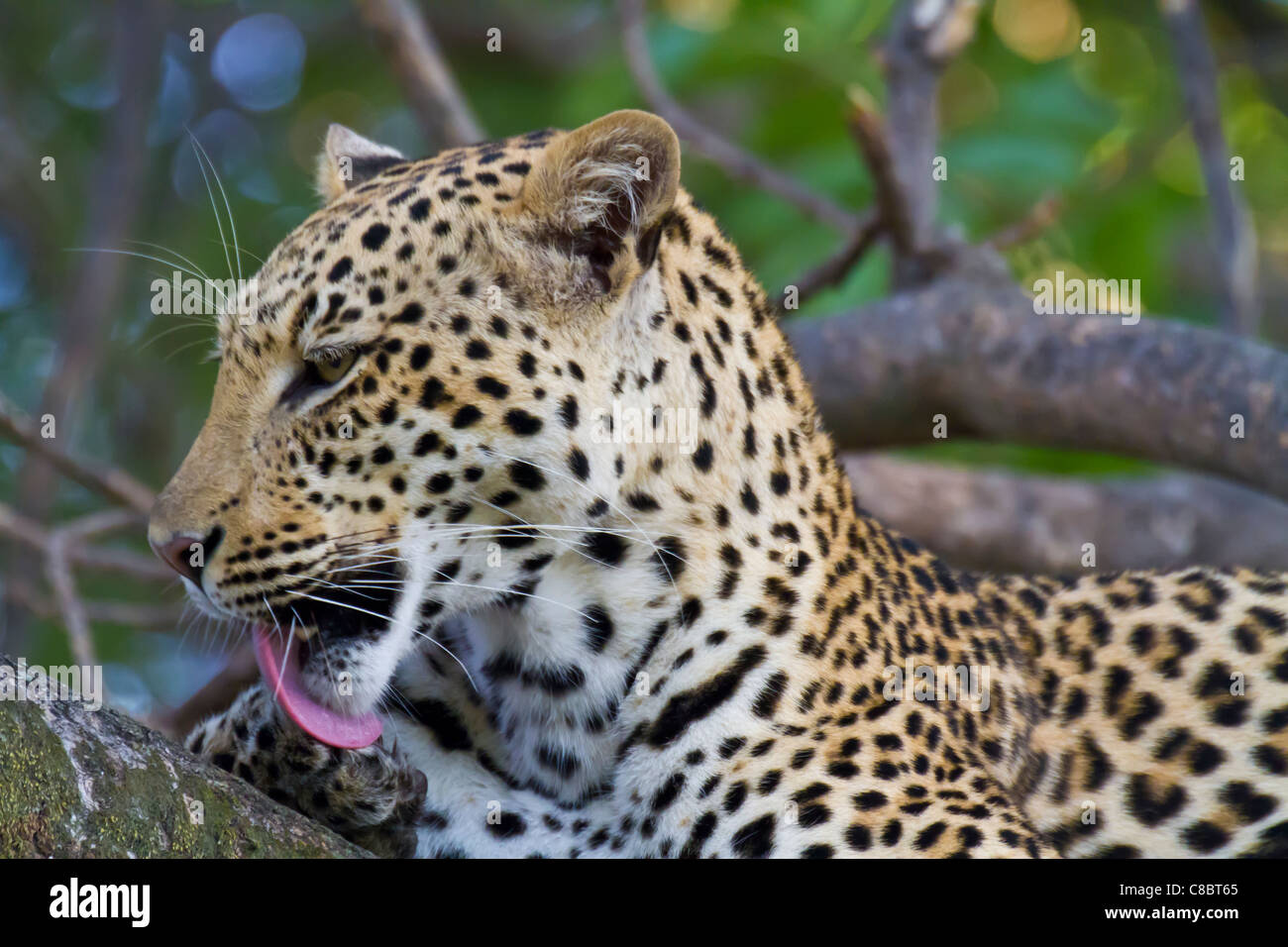 Leopard in the tree in the Okavango Delta, Botswana Stock Photo - Alamy