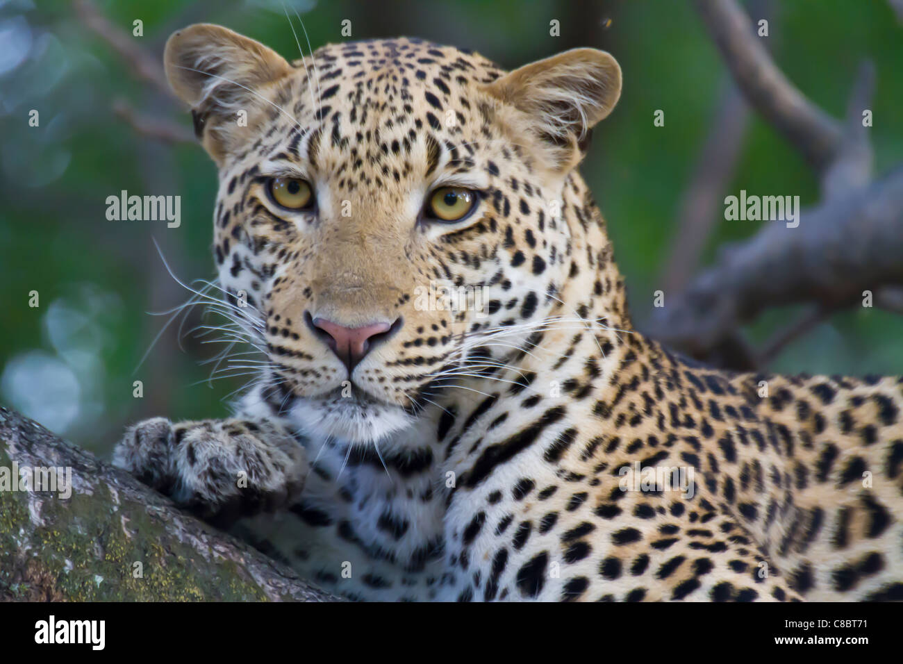 Leopard in the tree in the Okavango Delta, Botswana Stock Photo - Alamy
