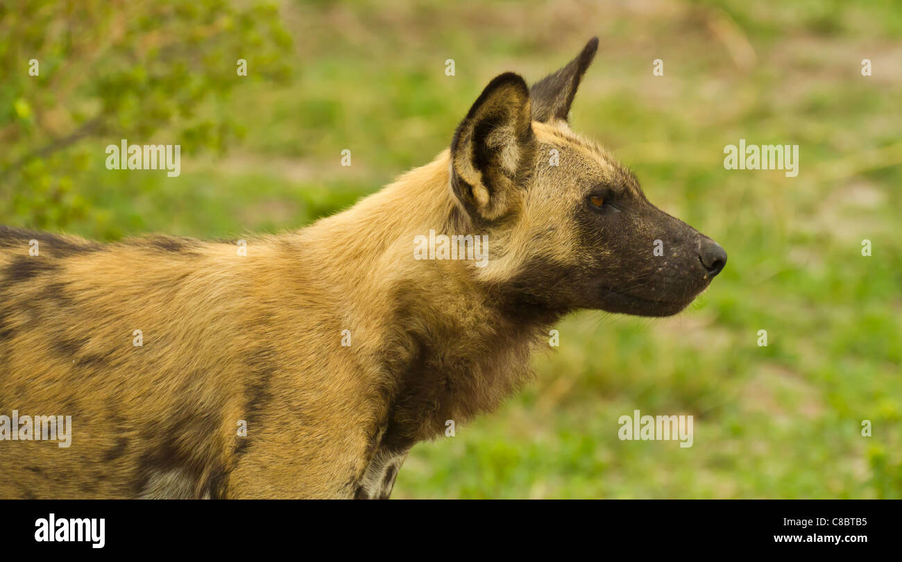 Wild dog in Botswana Stock Photo - Alamy