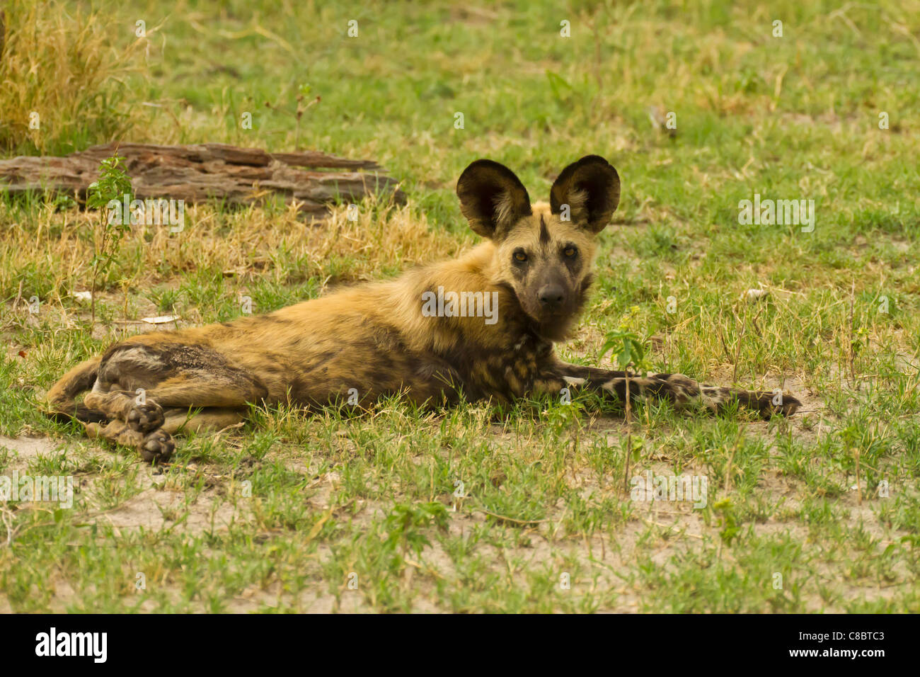 Wild dog in Botswana Stock Photo - Alamy