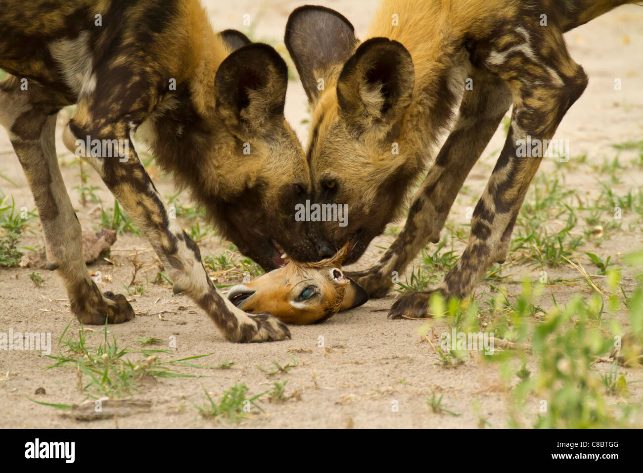 Wild dogs with a kill in the Okavango Delta, Botswana Stock Photo - Alamy