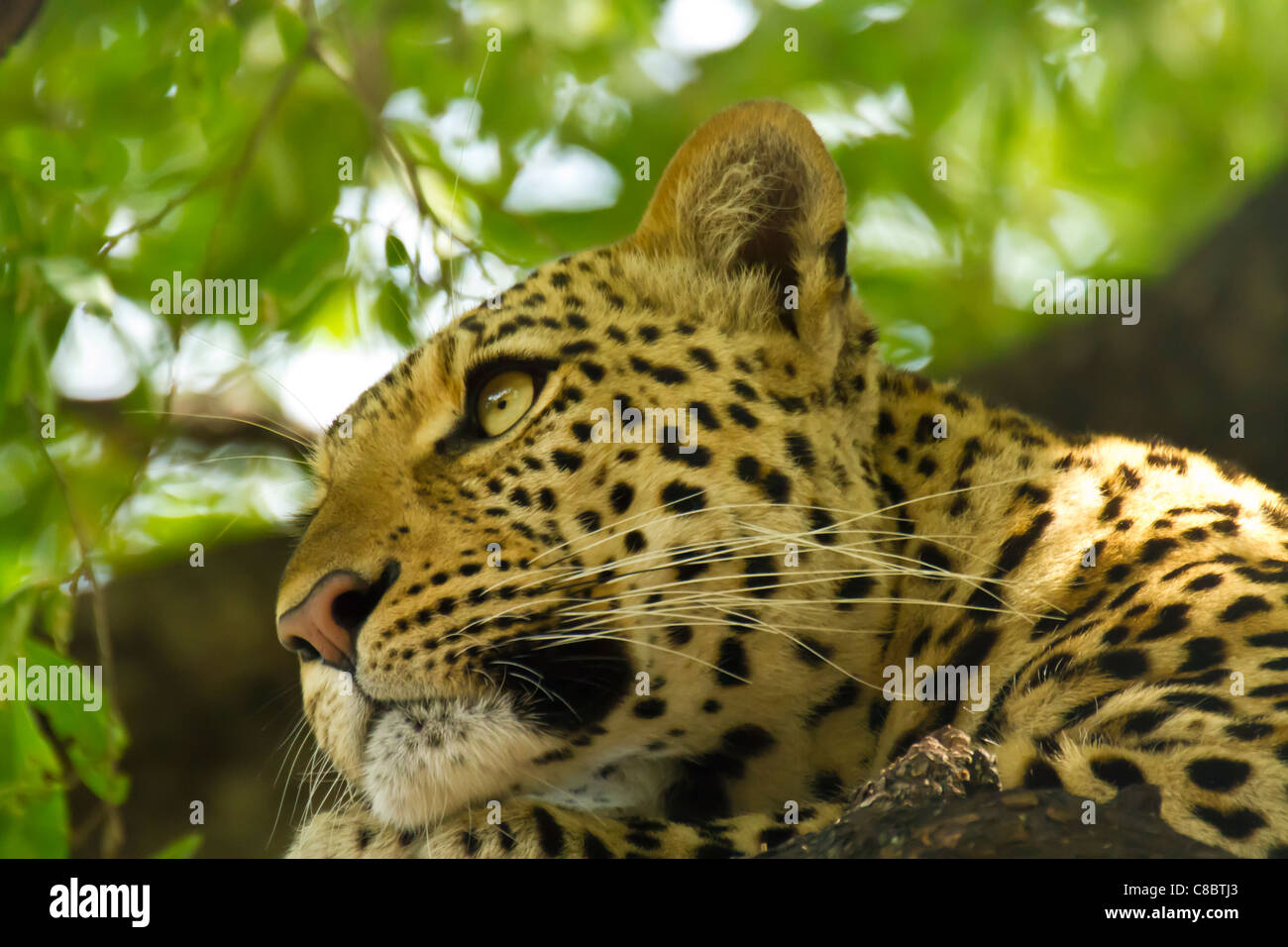 Leopard in the tree in the Okavango Delta, Botswana Stock Photo - Alamy