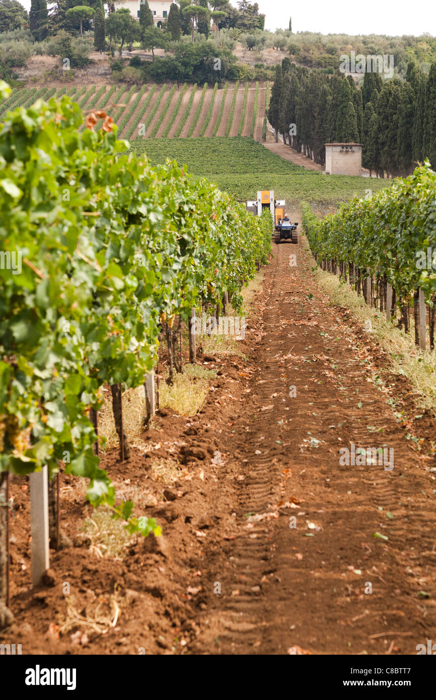 rows on vines with a mechanical harvester in the distance harvesting ...