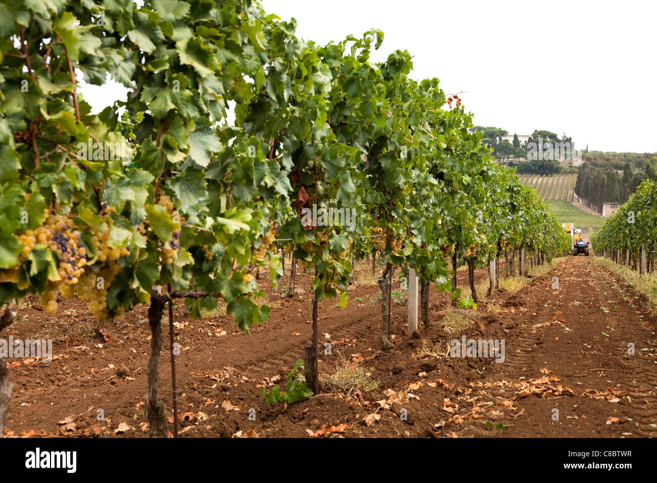 rows on vines with a mechanical harvester in the distance harvesting ...