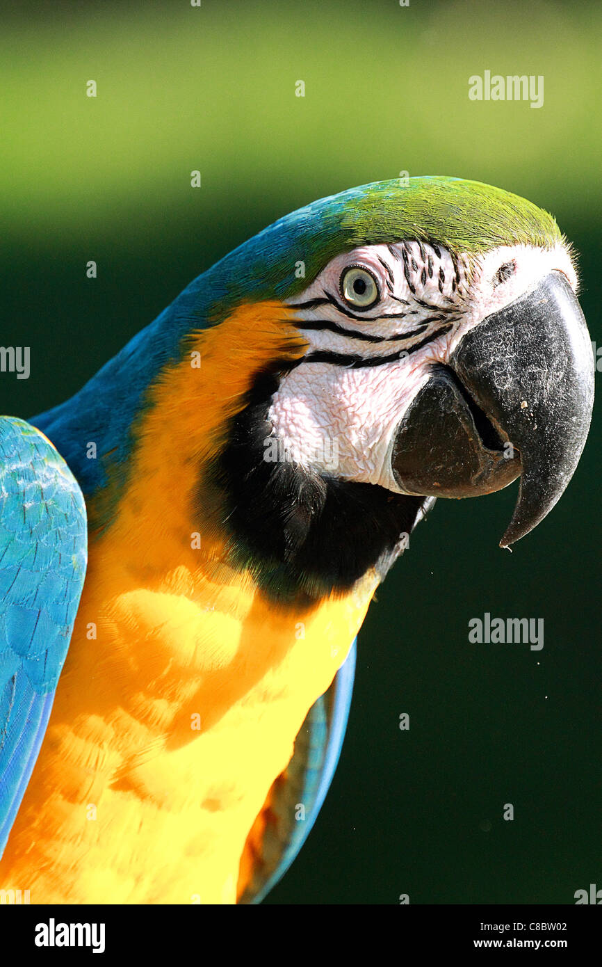 Yellow Macaw, Pantanal, Brazil Stock Photo - Alamy