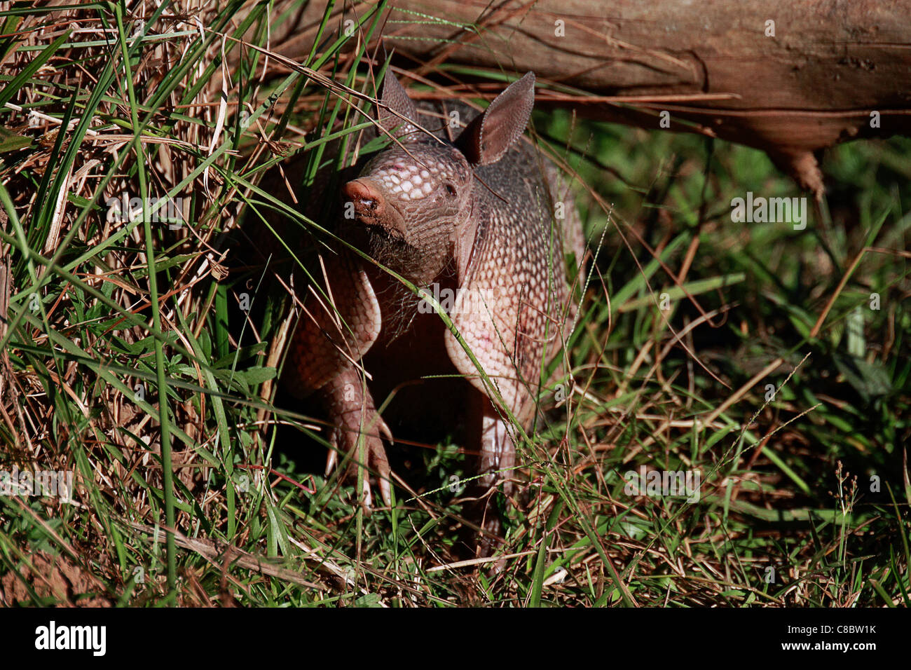 Armadillo, Pantanal, Brazil Stock Photo - Alamy
