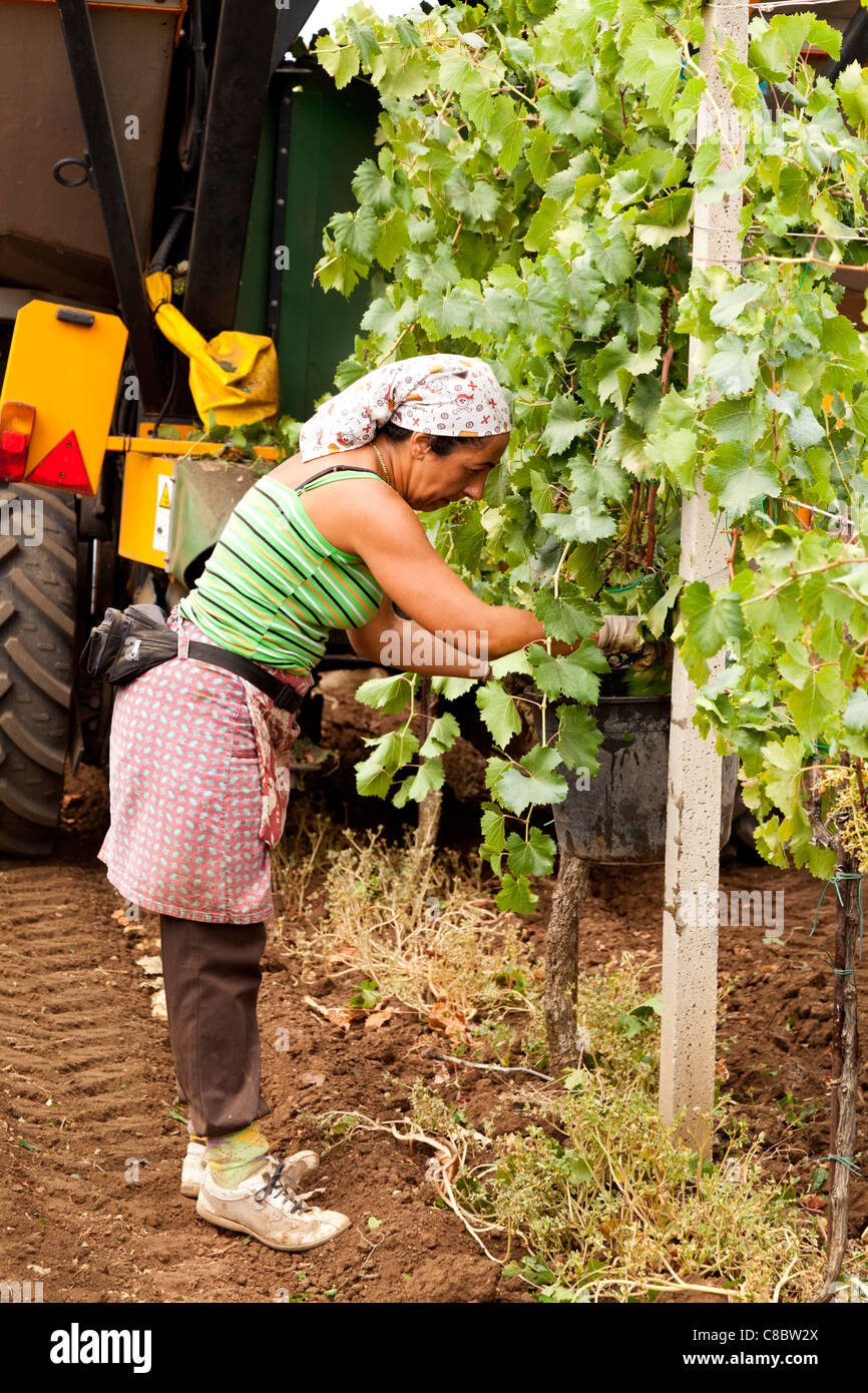 Hand picker following the mechanical harvester harvesting wine grapes ...