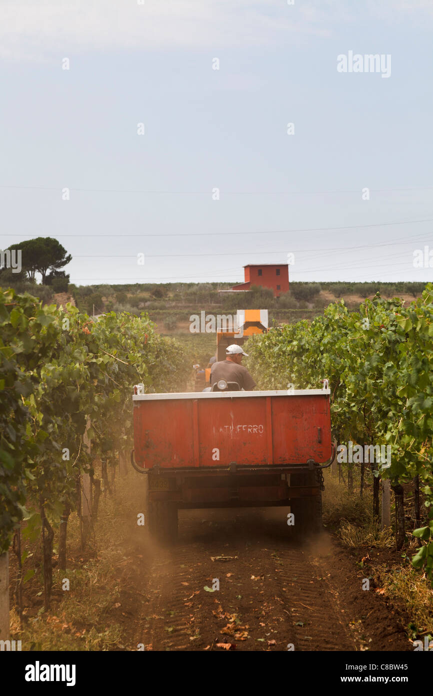 tractor trailer following a mechanical grape harvester in Frascati ...