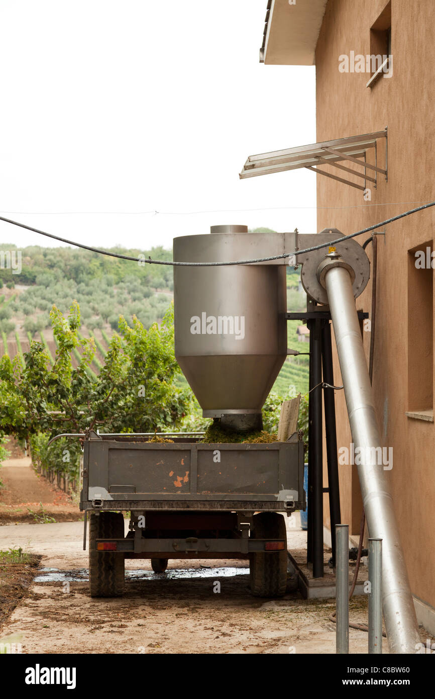 Discarded grape skins after extracting the juice to make white wine in ...