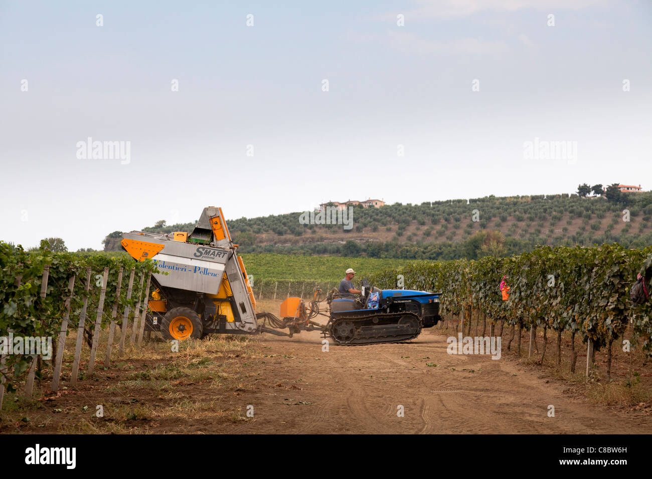 Mechanical harvester harvesting the wine grapes in Frascati, Italy Stock Photo - Alamy