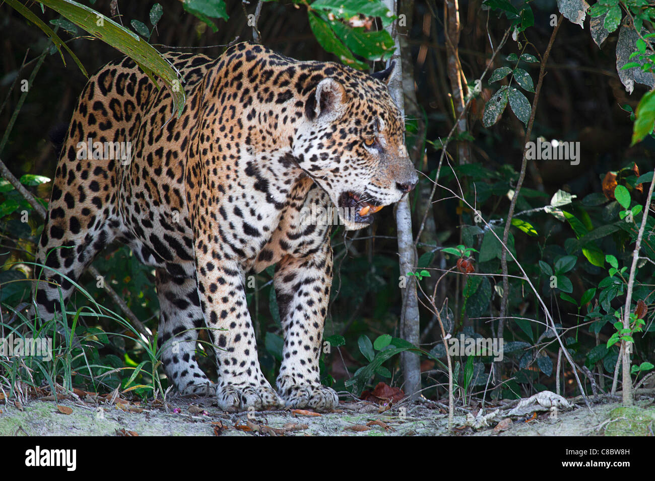 jaguars in the Pantanal, Brazil Stock Photo - Alamy