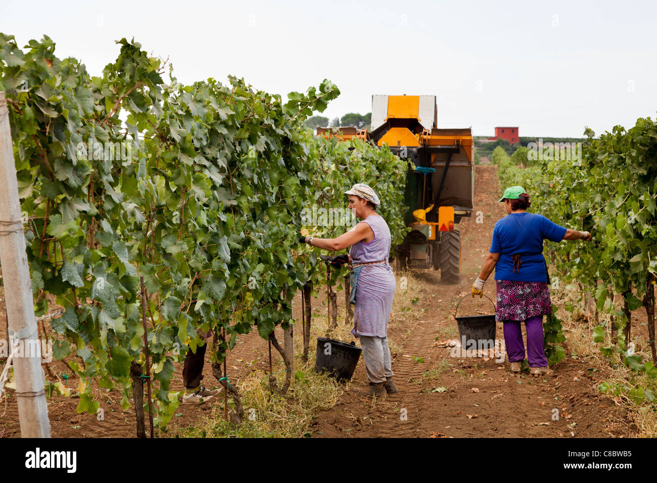hand pickers following the mechanical harvester harvesting wine grapes ...