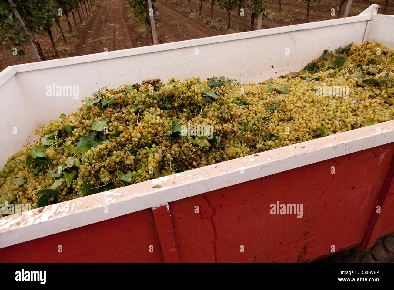 trailer of wine grapes and leaves harvested by mechanical harvester ...