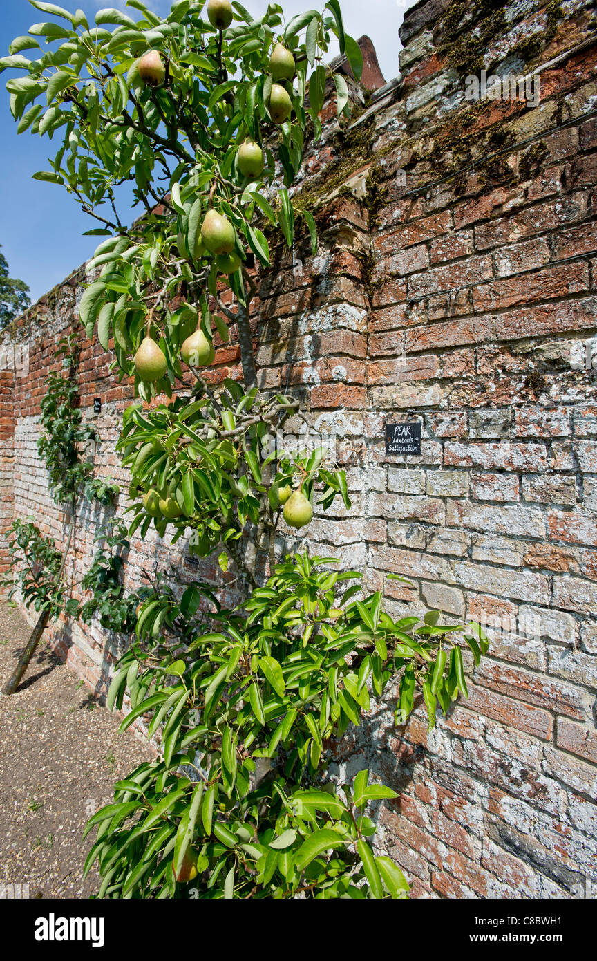 English pear tree Stock Photo - Alamy