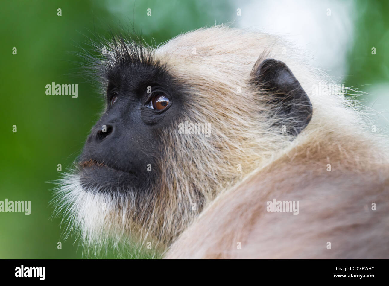 Black faced langur monkey hi-res stock photography and images - Alamy