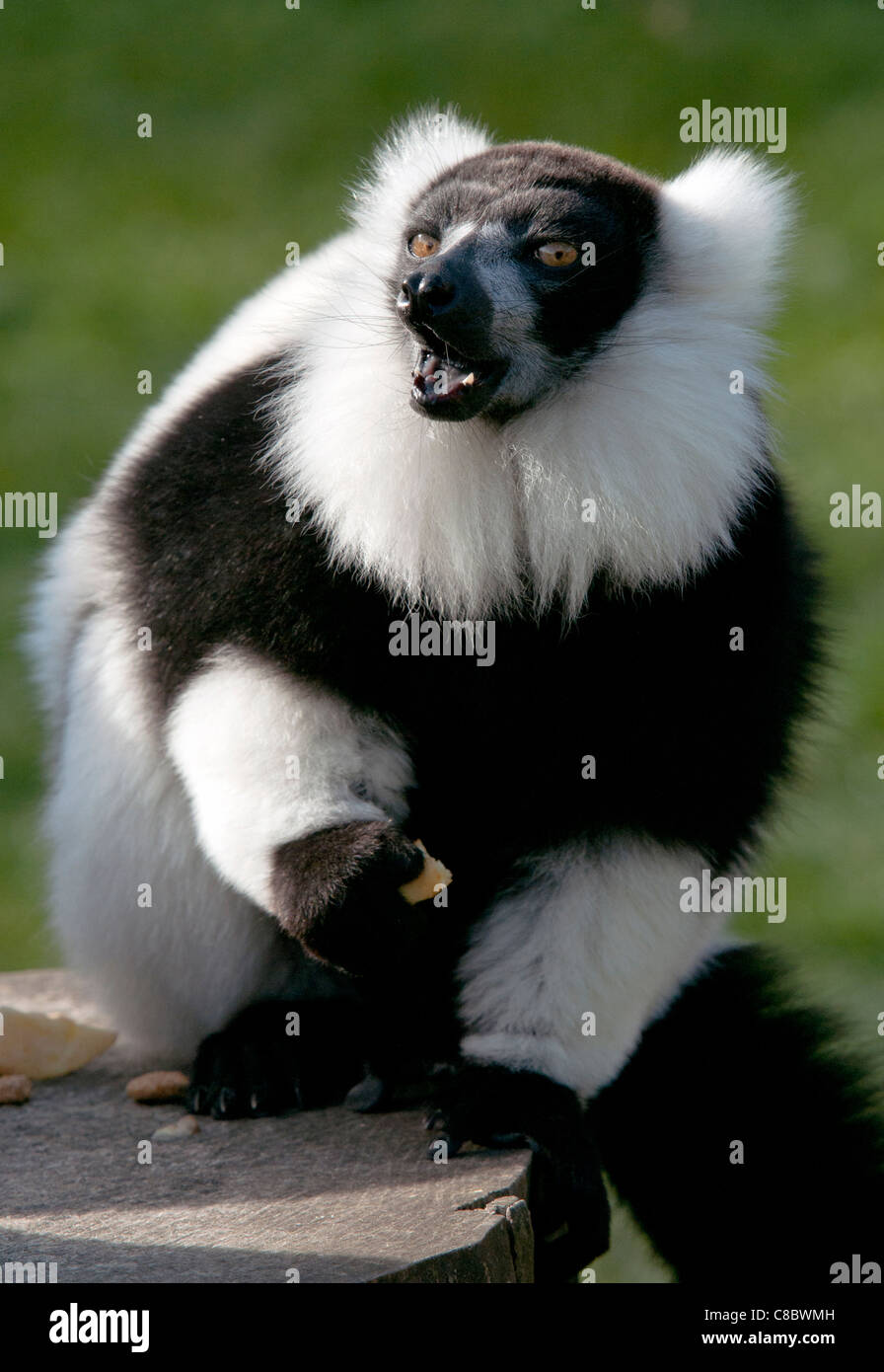 White ruffed hi-res stock photography and images - Alamy