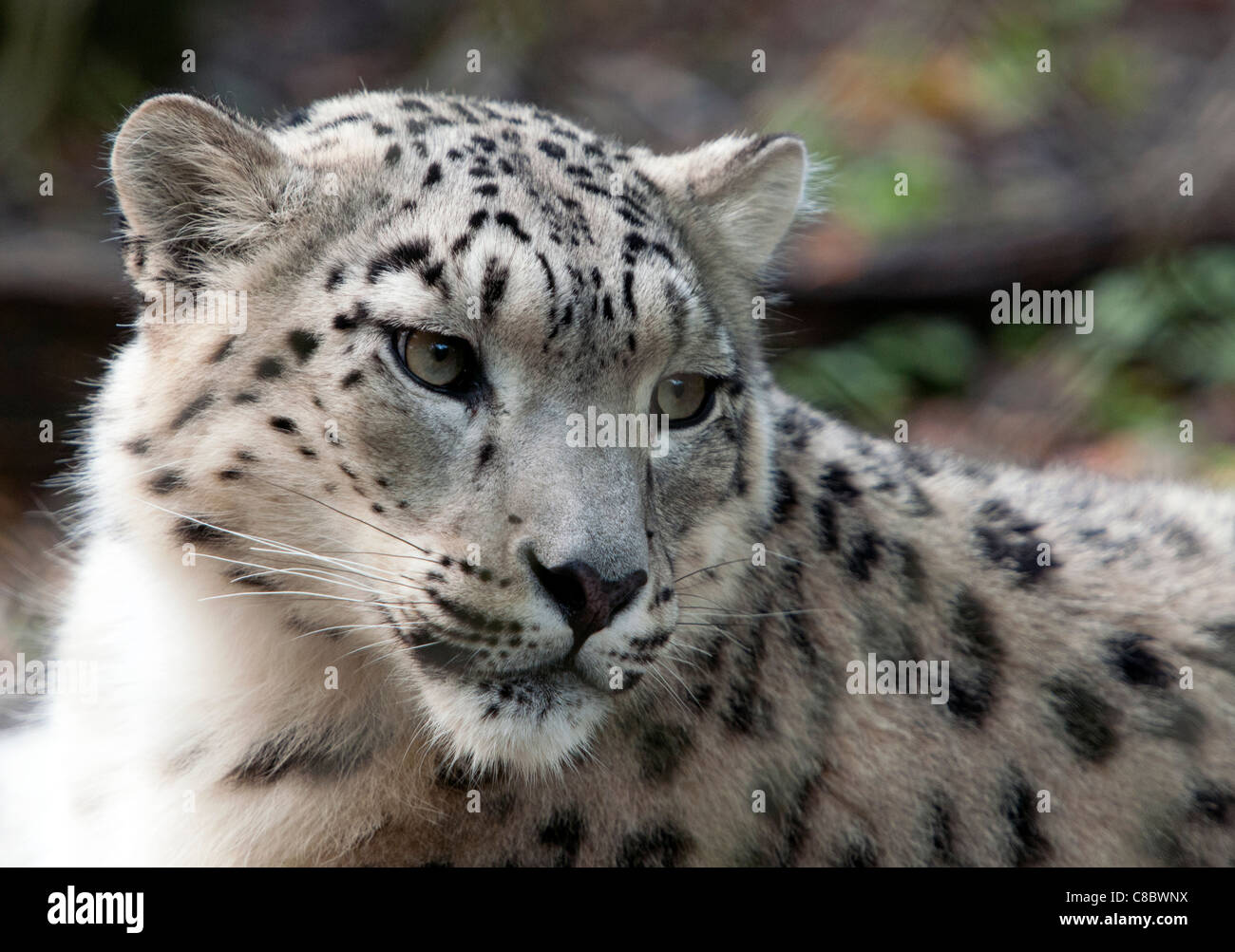 Female snow leopard Stock Photo - Alamy