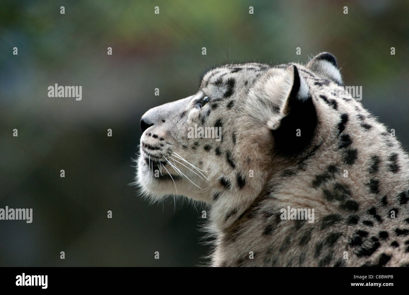 Female snow leopard (profile Stock Photo - Alamy