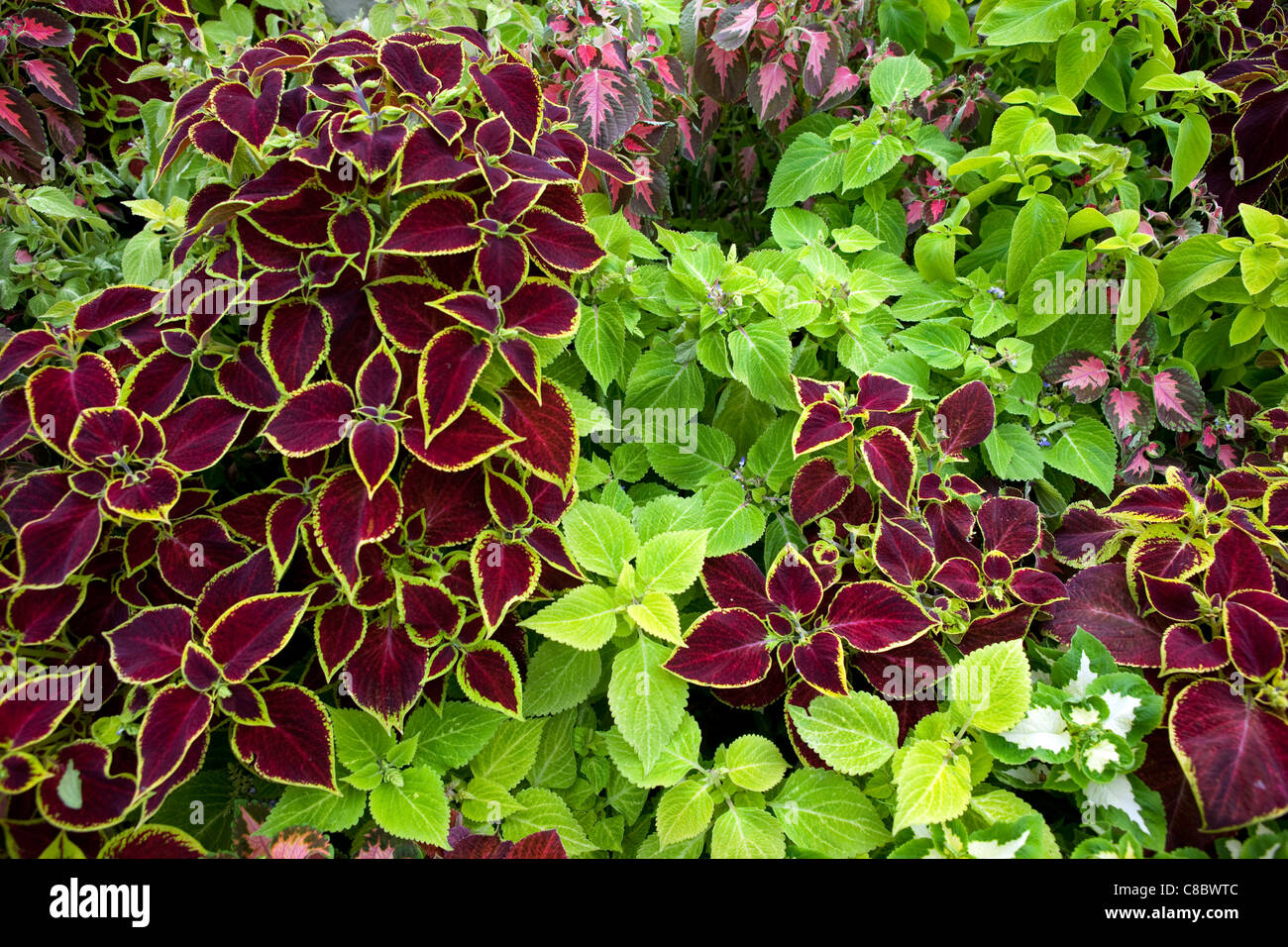Coleus Plants Stock Photo - Alamy