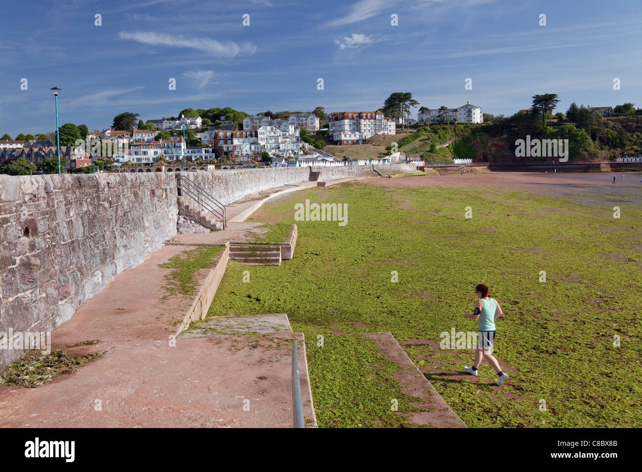 Goodrington Sands North with vivid green seaweed, Torbay, Devon ...