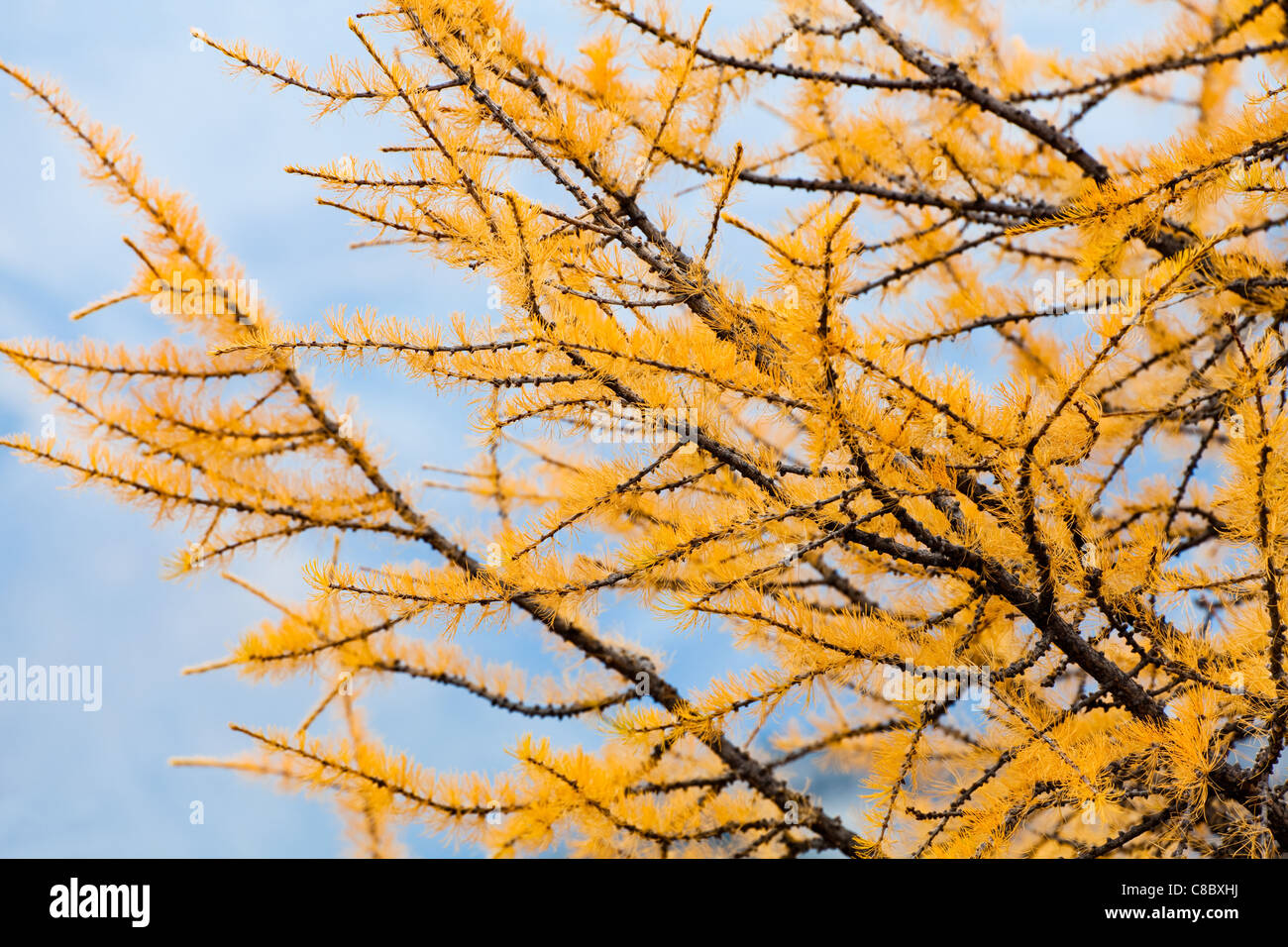 Golden larch needles hi-res stock photography and images - Alamy