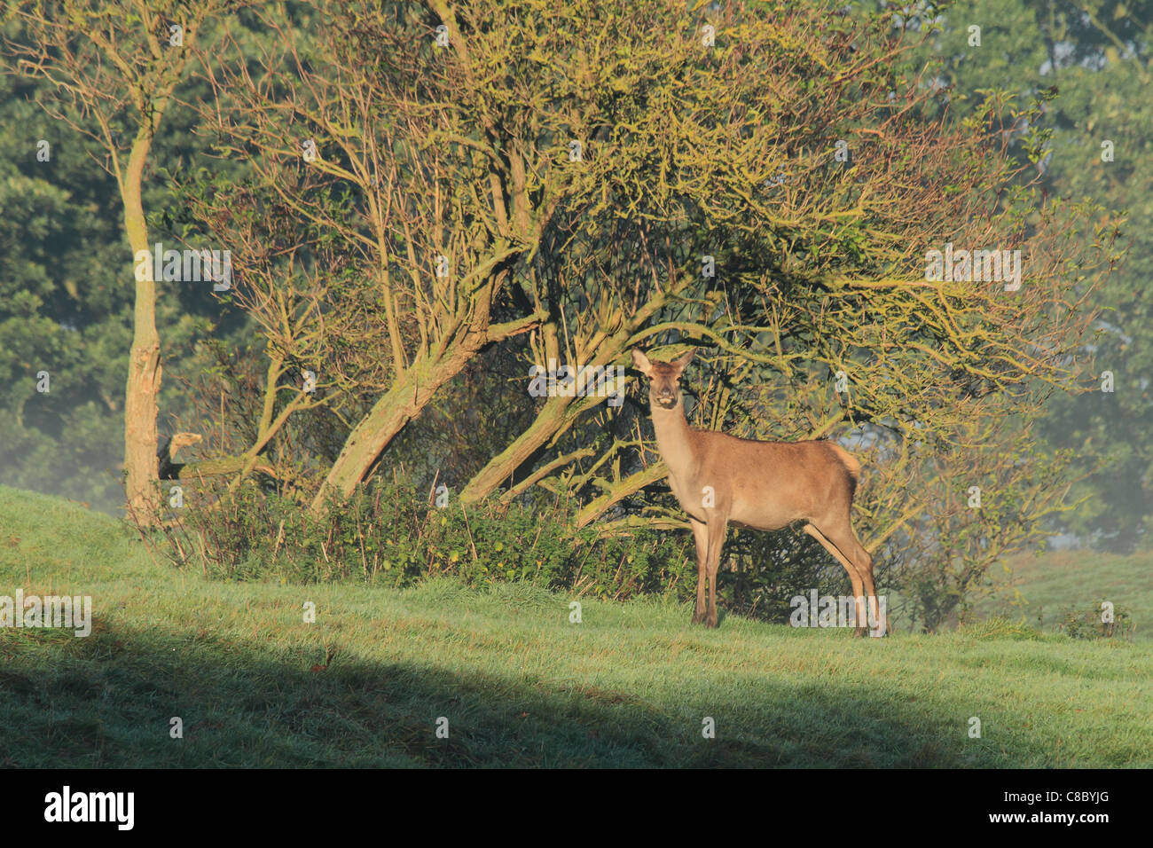 wild deer red deer fallow deer Stock Photo - Alamy
