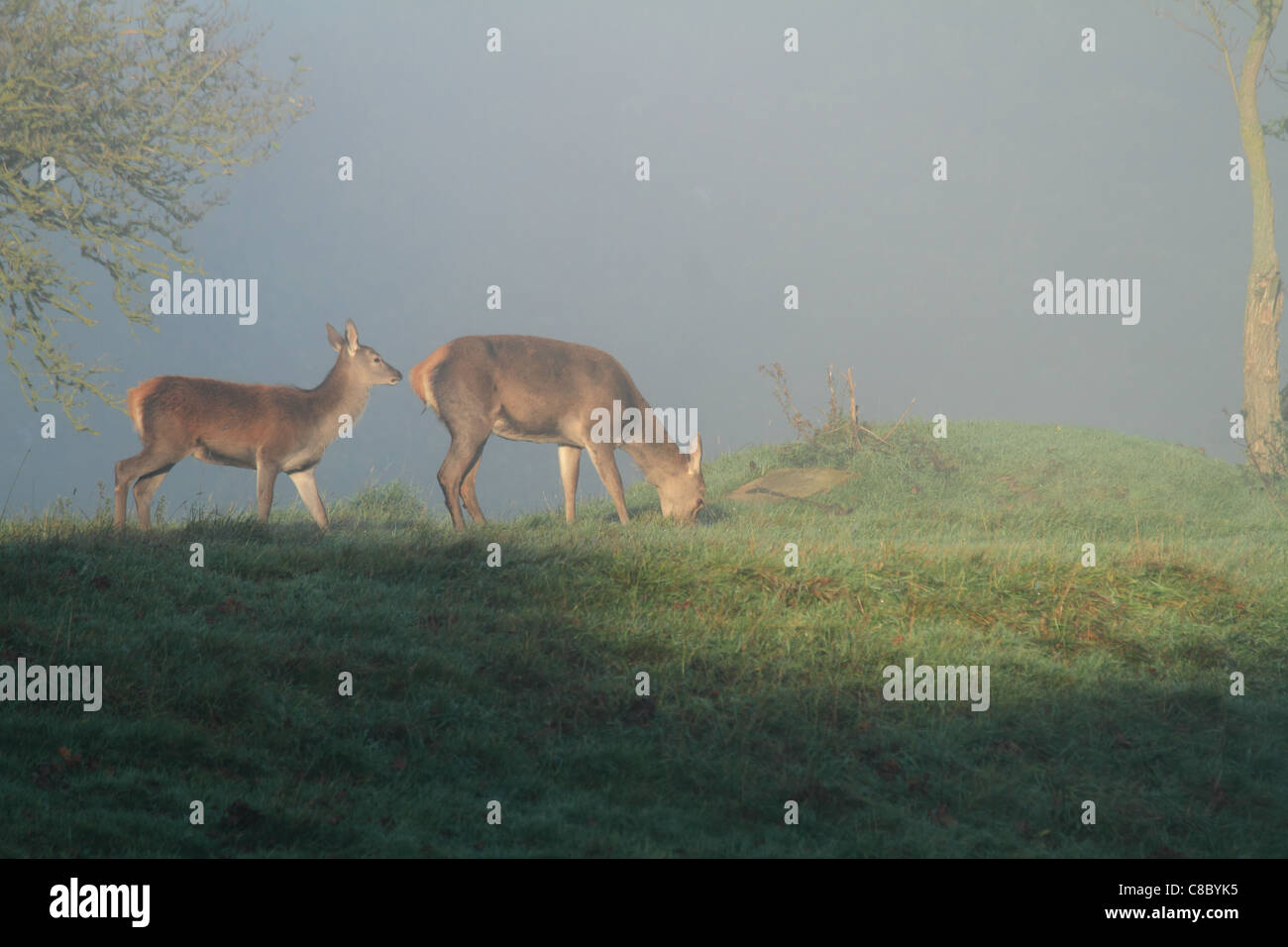 wild deer red deer fallow deer Stock Photo - Alamy