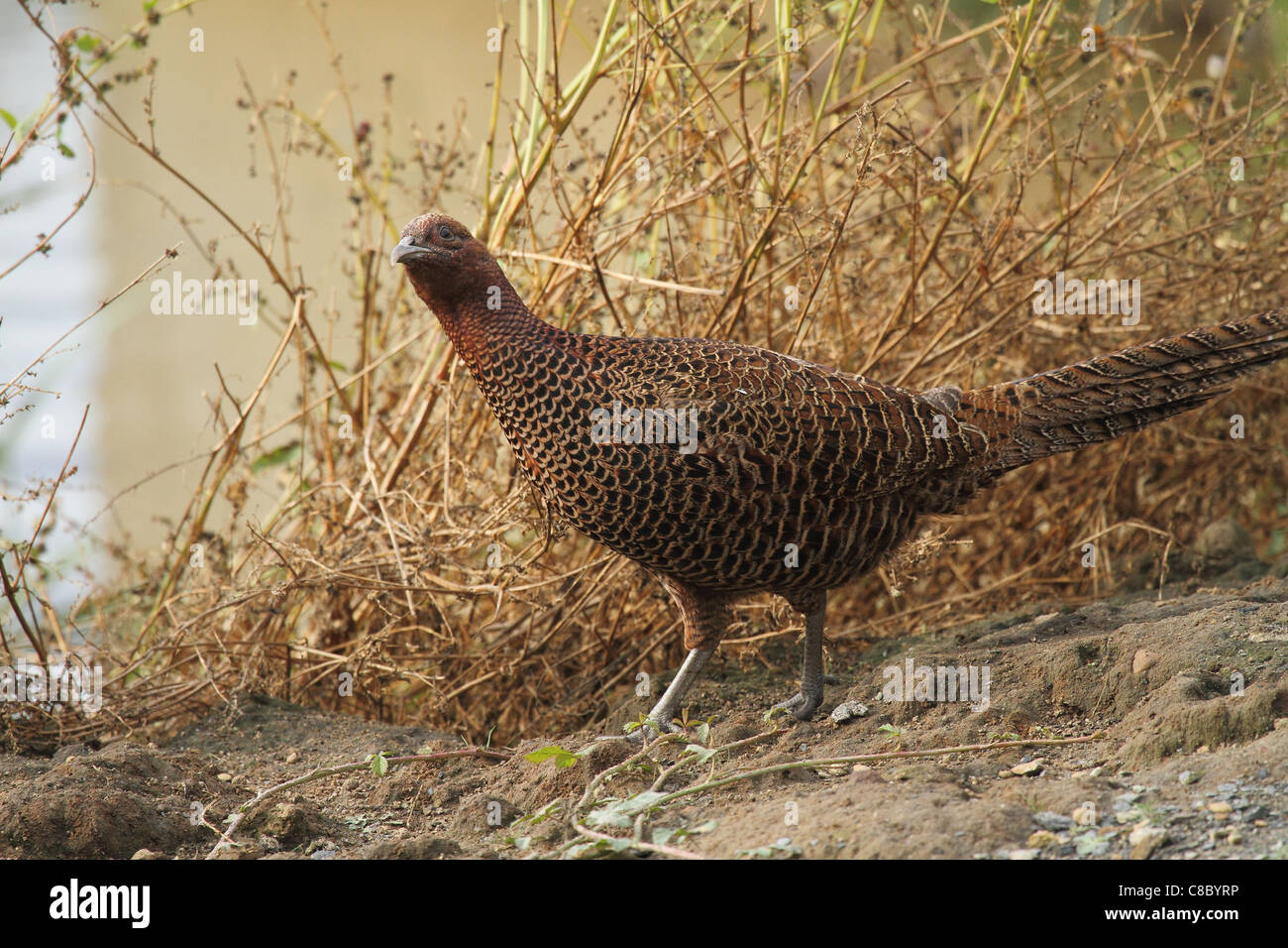 Melanistic Ringneck Pheasant