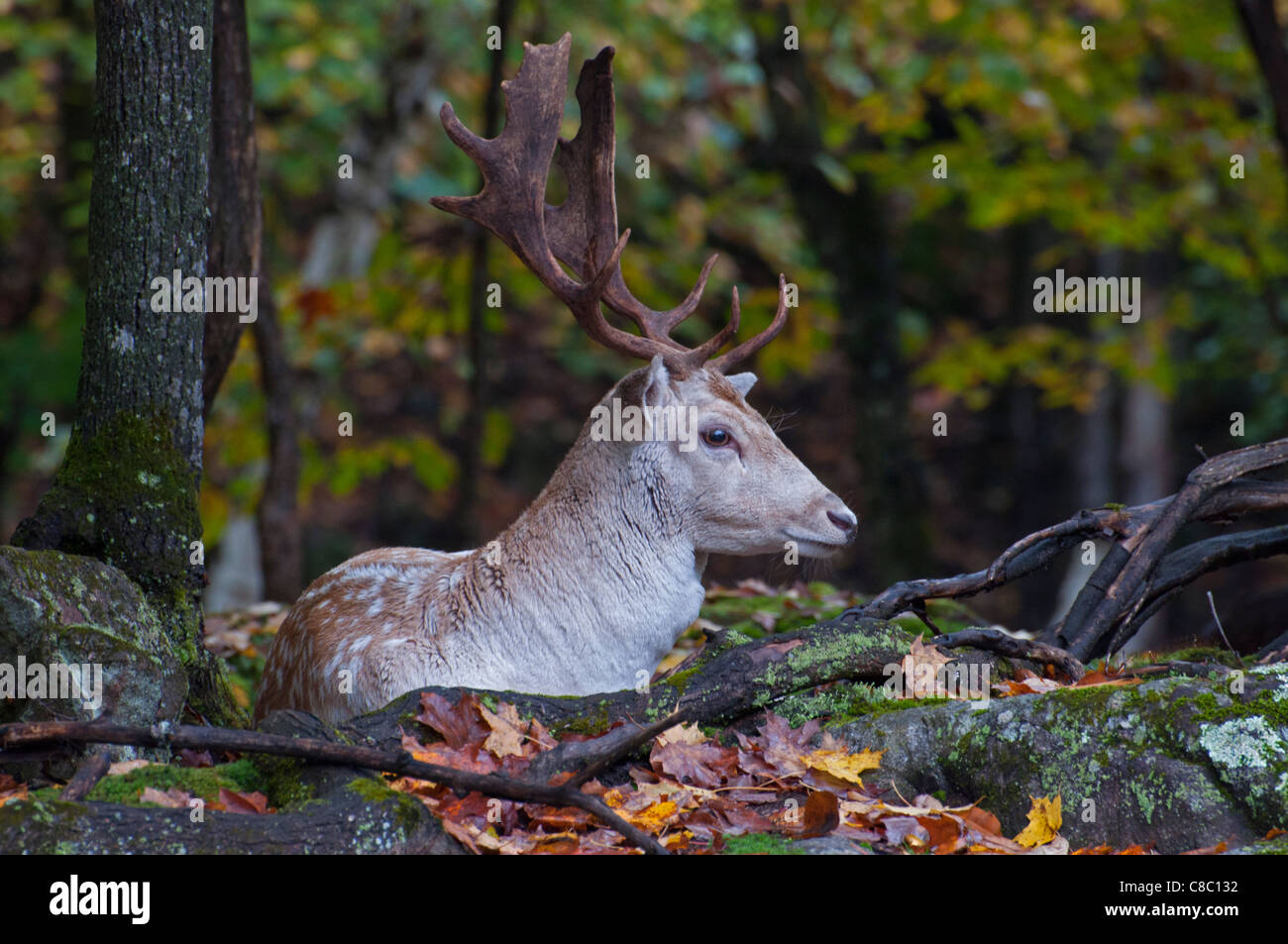A male Fallow Deer in Autumn, at Omega Park Stock Photo - Alamy