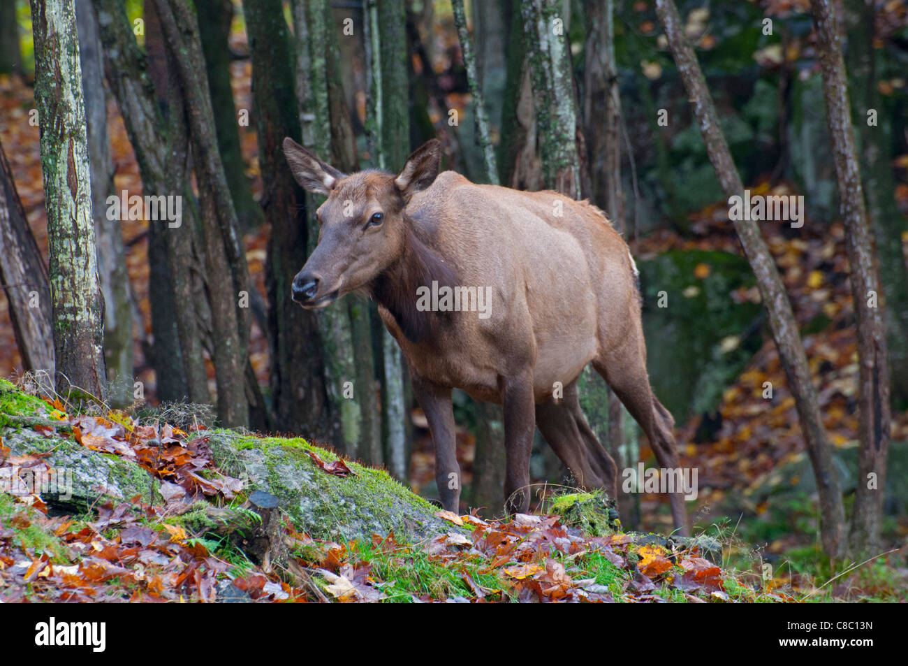 A female Elk in rutting season Stock Photo - Alamy