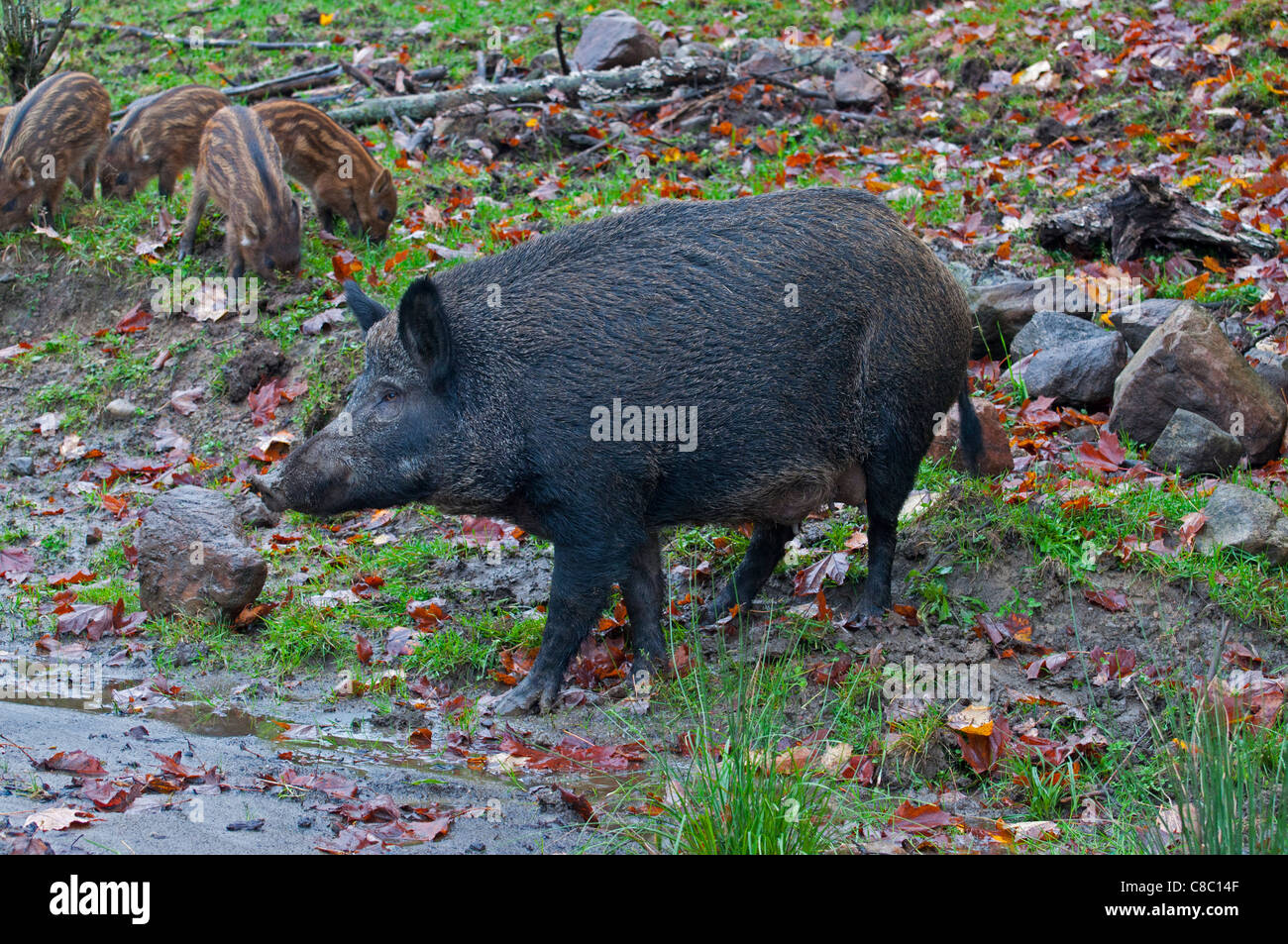 Razorback boar hi-res stock photography and images - Alamy