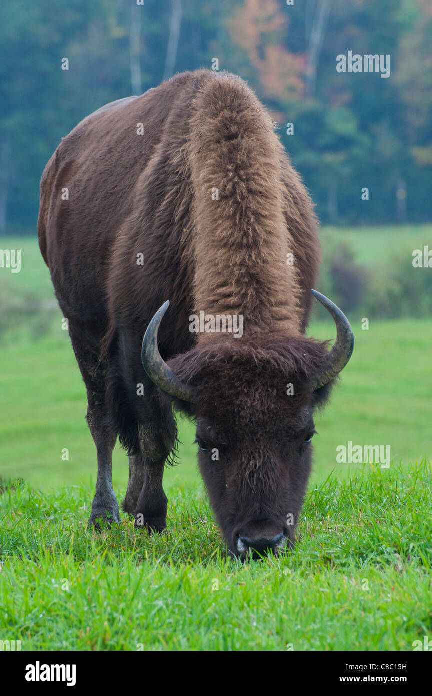 A Bison at Omega Park, in Autumn Stock Photo - Alamy