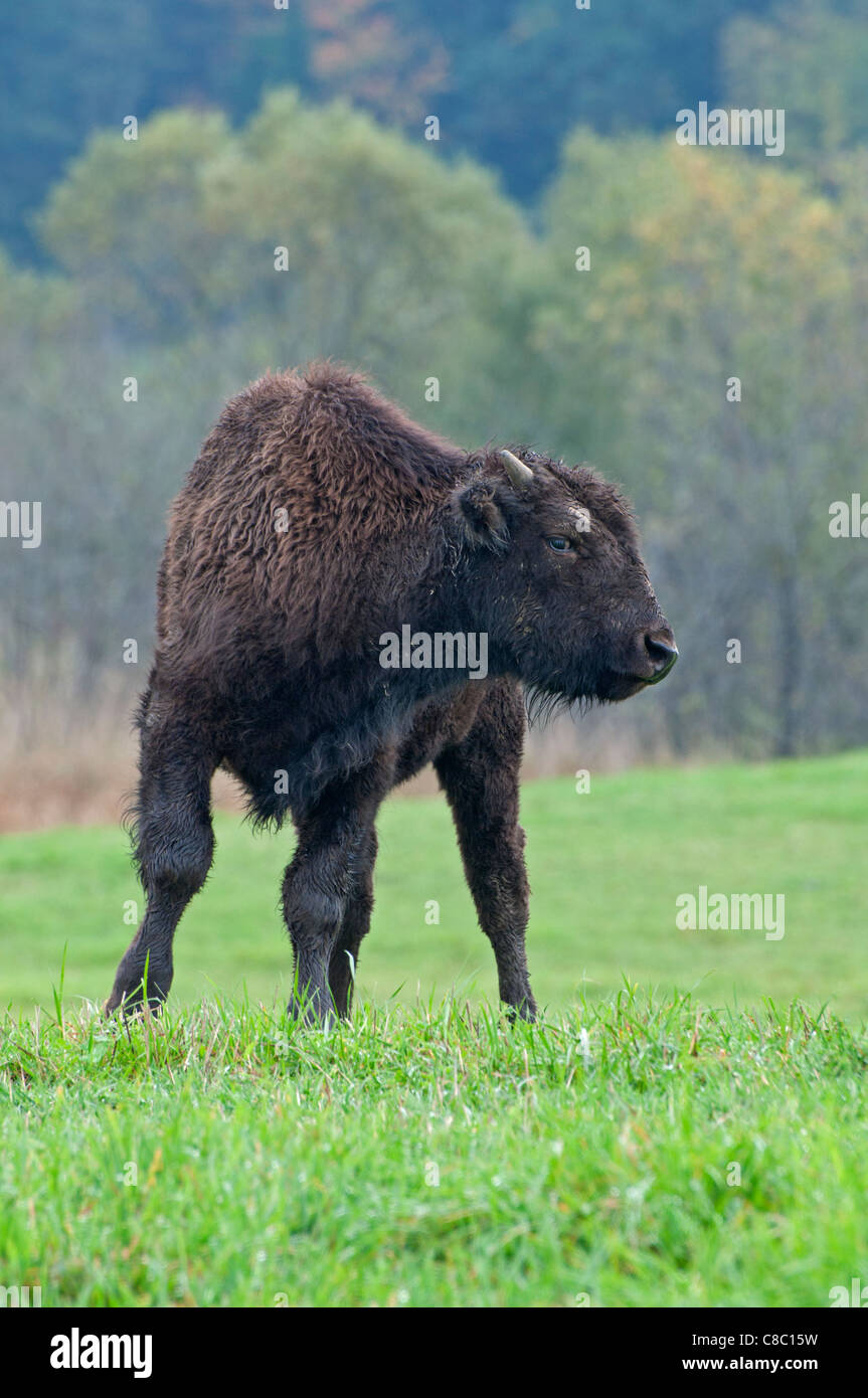 Omega Park Bison High Resolution Stock Photography and Images - Alamy