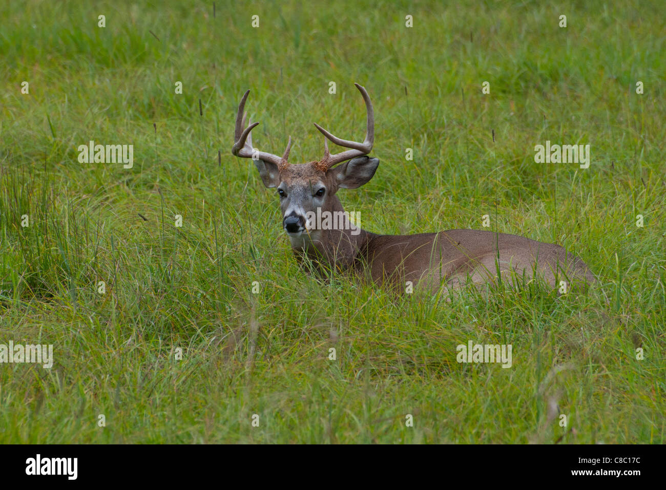 Male deer in virginia hi-res stock photography and images - Alamy