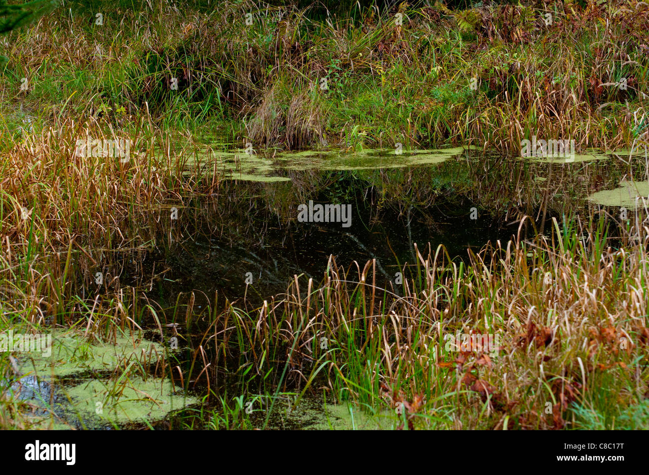 A scenic pond at Omega Park, Quebec Stock Photo - Alamy