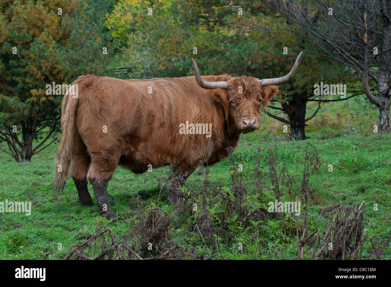 A Scottish Highland bull Stock Photo - Alamy